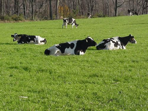 Put out to Pasture | Archives | bayjournal.com