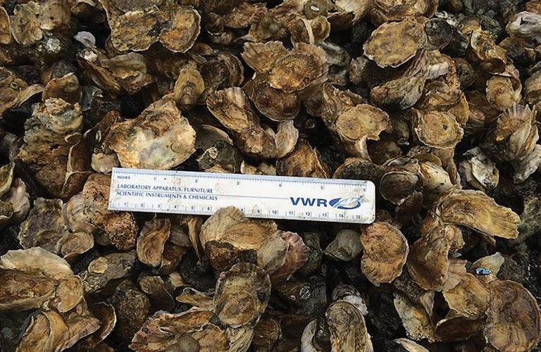 Oysters making themselves at home on reefs with alternative substrate ...