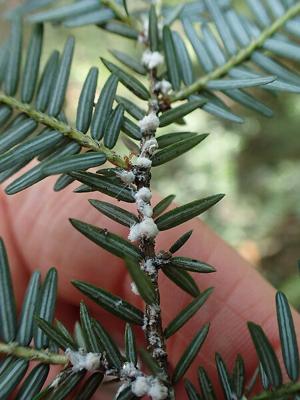 Hope for hemlocks: New tactics found to fight deadly pest | Wildlife ...