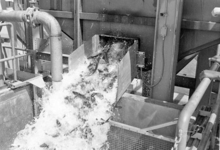 Scientists link restoration of Susquehanna's fish to removal of dams ...