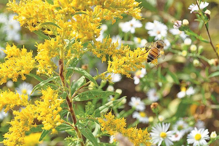 Farmer goes wild fostering native plants alongside organic produce ...
