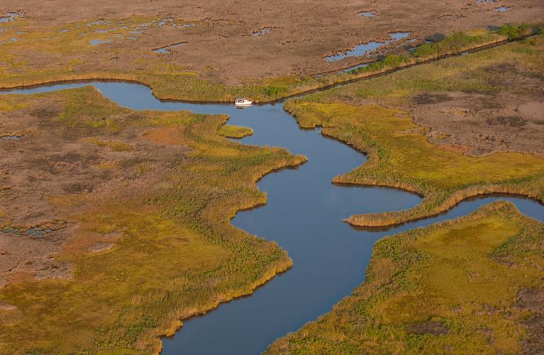At Deal Island, marsh grass predicts where land will drown | Climate ...
