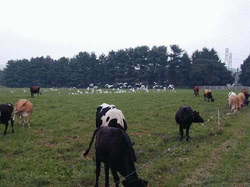 Put out to Pasture | Archives | bayjournal.com