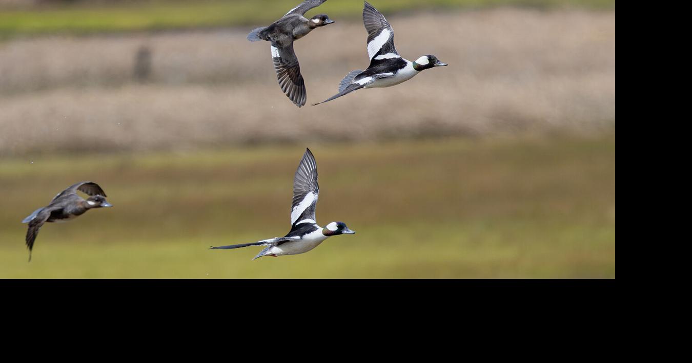 bufflehead duck