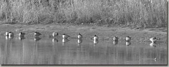 Wye Island Natural Resources Management Area a hidden haven for ...