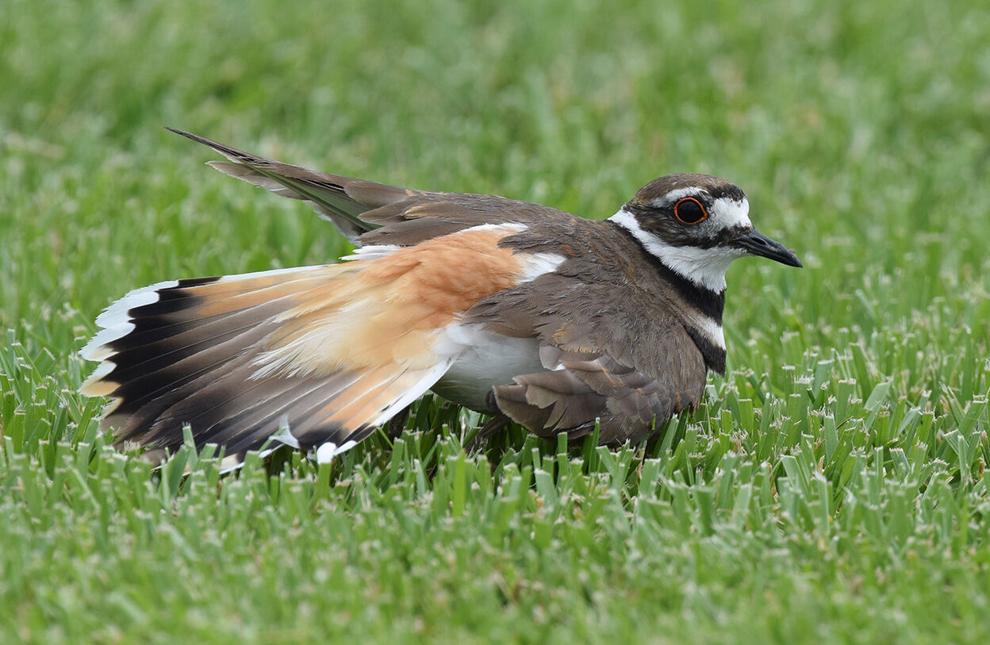 ‘Broken’ wings and dummy nests: The killdeer has its tricks | On the ...