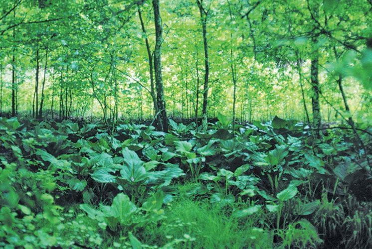 Skunk cabbage, jack-in-pulpit spring up to remind us warm days are ...