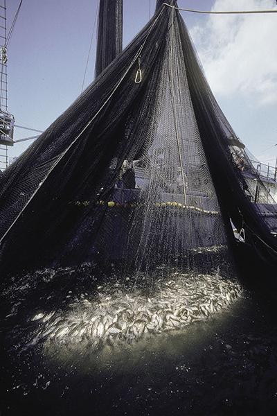 VA gets a year to comply with menhaden limits or face moratorium ...