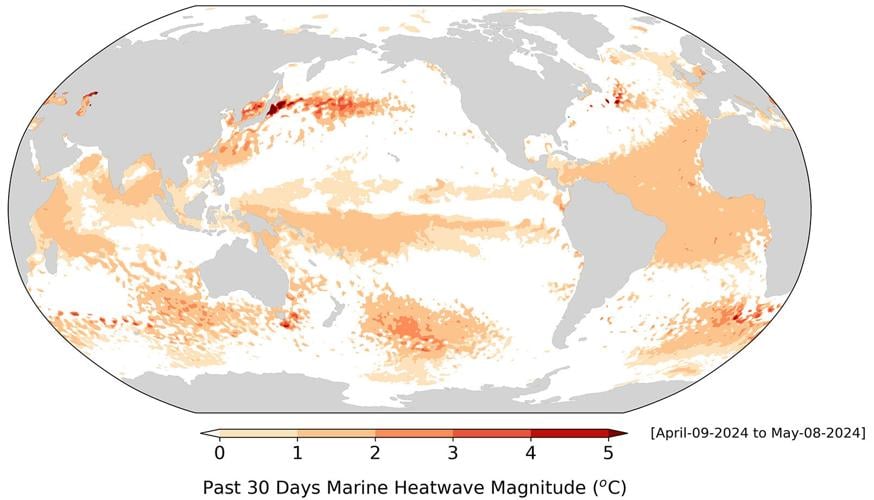 Marine heat waves create habitat squeeze in the Chesapeake, research ...