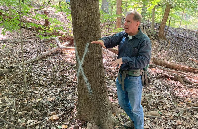 Stream restoration draws fire for plan to carve up Baltimore forest ...