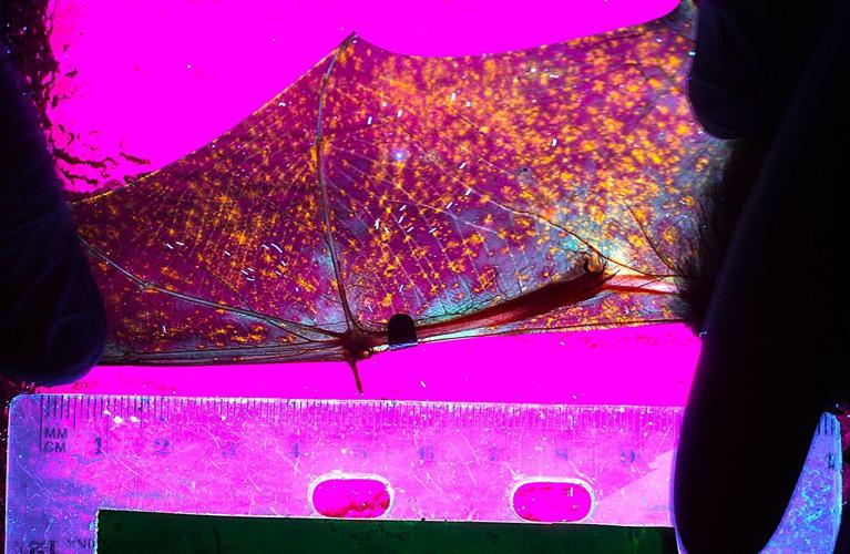 Pennsylvania researchers test new strategies to fight deadly bat ...