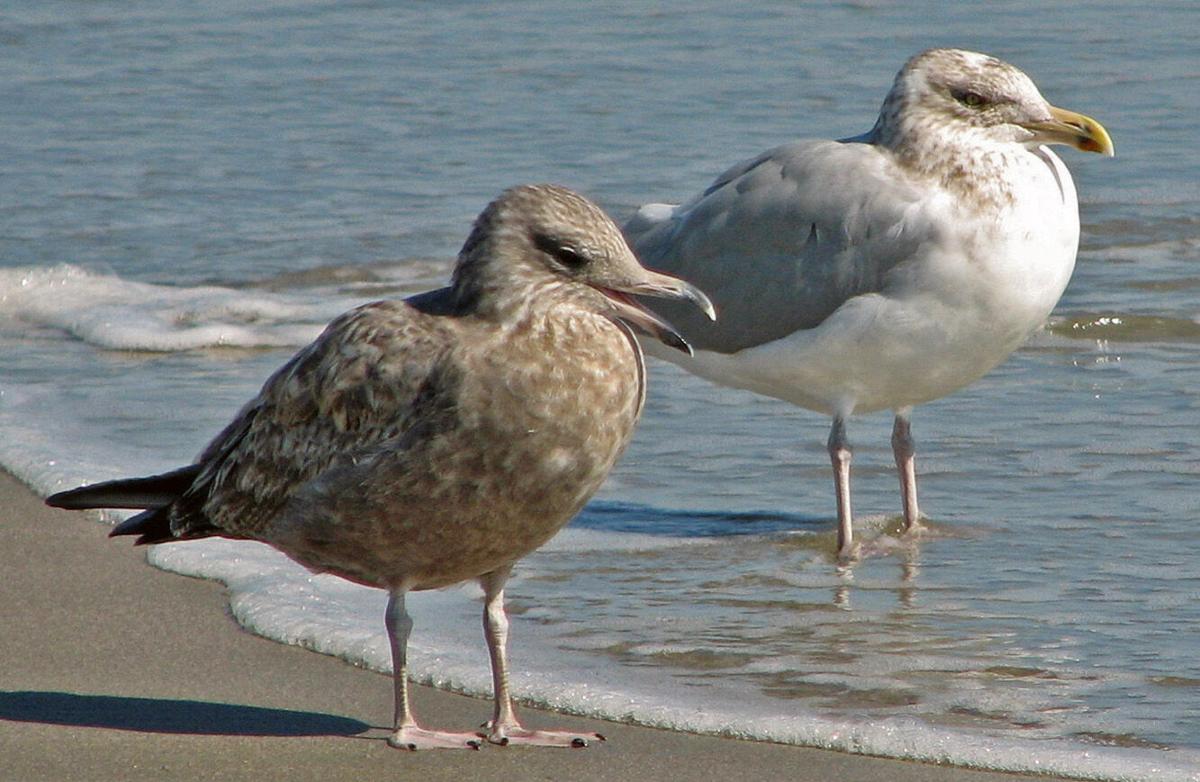 herring gull variations