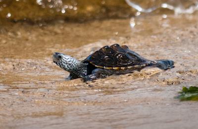 Virginia commission denies petition to protect diamondback turtles ...