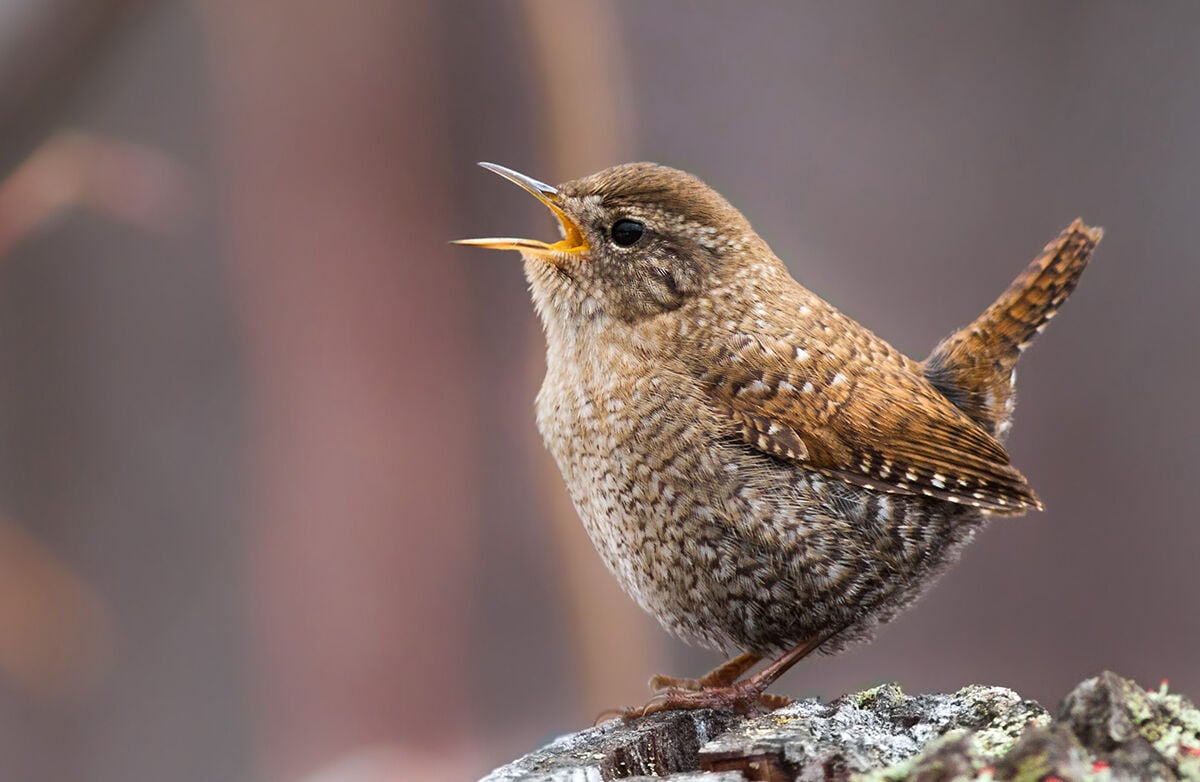 The winter wren: a little brown bird with a great big voice | On the ...