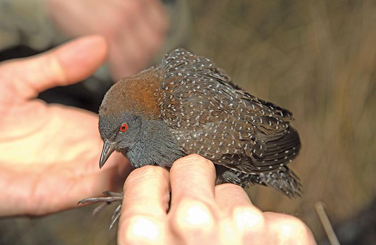 Black rail population sinking fast as rising sea level drowns its ...
