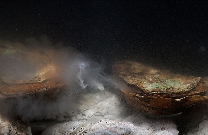 Maryland oyster hatchery faces federal funding cut | Fisheries ...