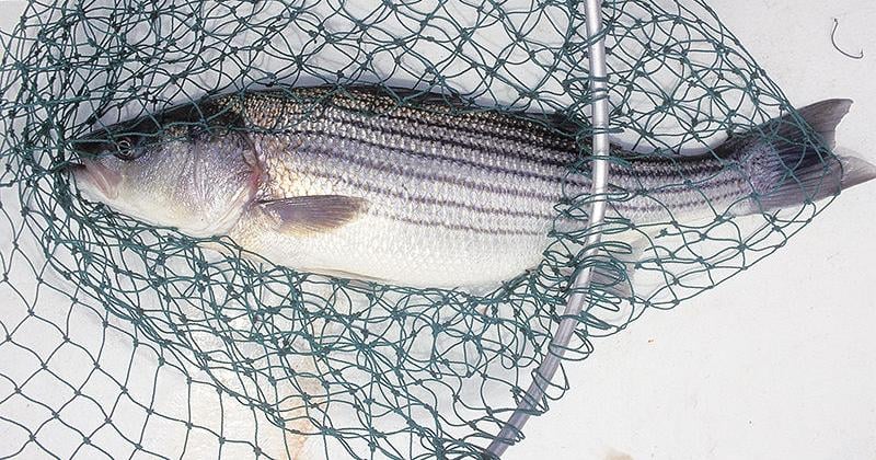 Striped bass spawning a mixed bag in Bay again this year, surveys show ...