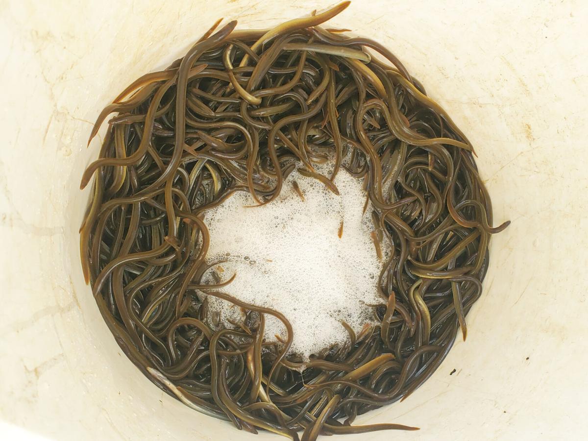 Dam removal yields an eel bonanza on Maryland's Patapsco River ...