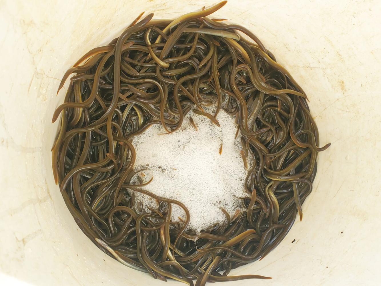 Dam removal yields an eel bonanza on Maryland's Patapsco River ...