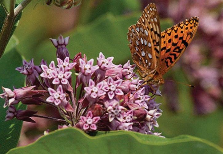 A pollinator garden in one's yard may help save plants everywhere | Bay ...