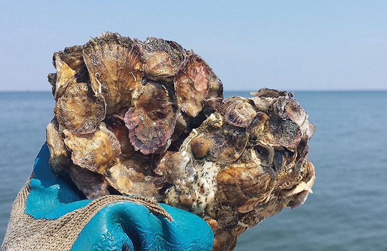 Oysters making themselves at home on reefs with alternative substrate ...