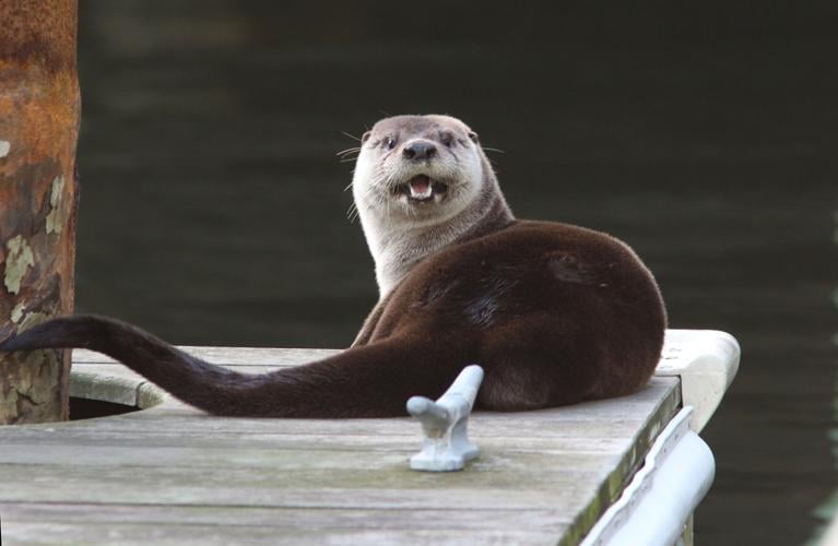 river otter smiling