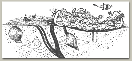 Chesapeake’s problems piling up on its benthic organisms | Archives ...