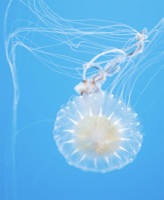 That nettlesome jellyfish, the sea nettle | Chesapeake Challenge ...