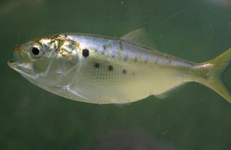 Action needed to curb menhaden ‘net spills,’ harvest | Forum ...