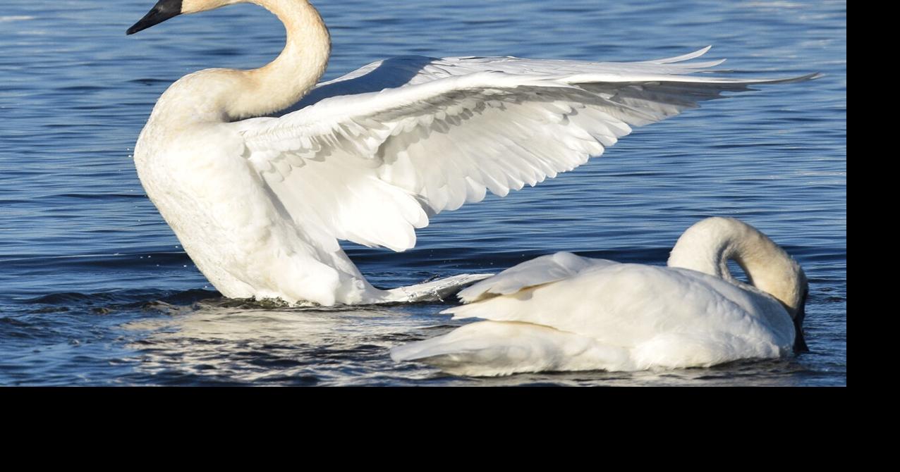 Trumpeter swans: Two centuries later, a great big beautiful native returns | Chesapeake Born ...