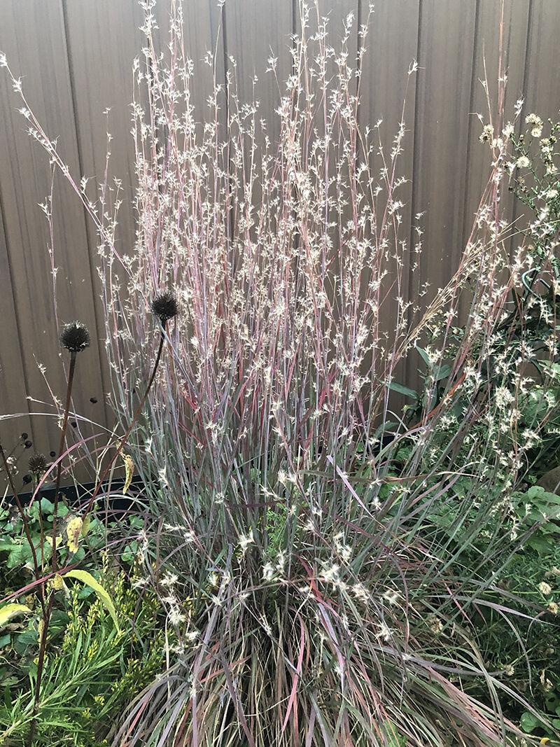 Move over Miscanthus! Plant these native grasses instead | Steward's ...