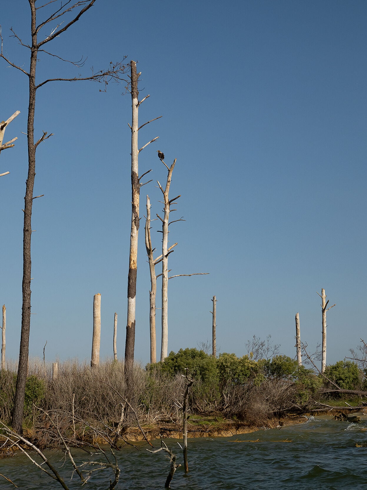 A photographic farewell to James Island | Climate Change | bayjournal.com