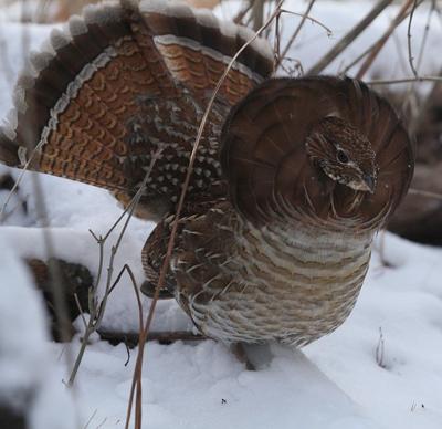 Decline of ruffed grouse linked to loss of young-forest habitat ...