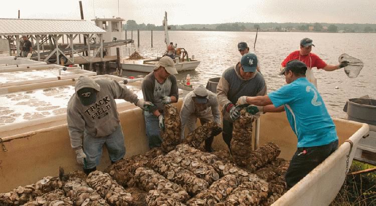 Aquaculture most likely future for Bay's oysters | Archives ...