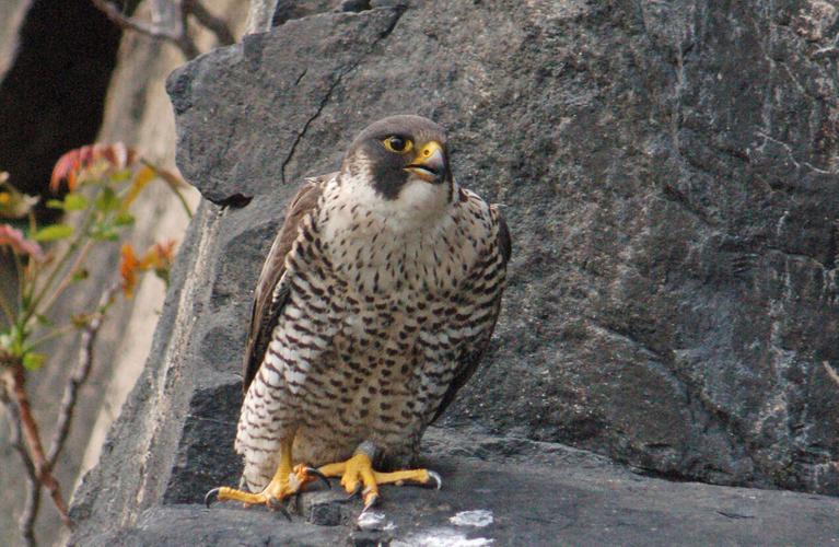 Peregrine falcons return to old roosts in the Chesapeake region ...