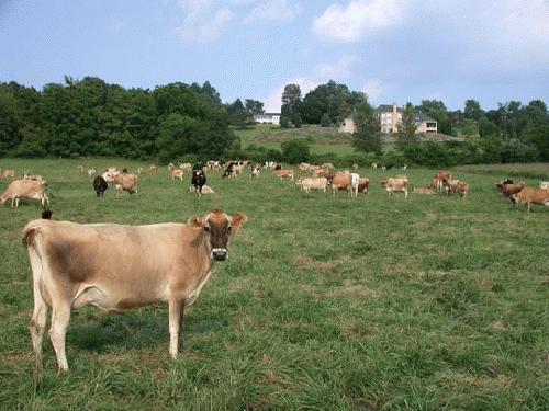 Put out to Pasture | Archives | bayjournal.com