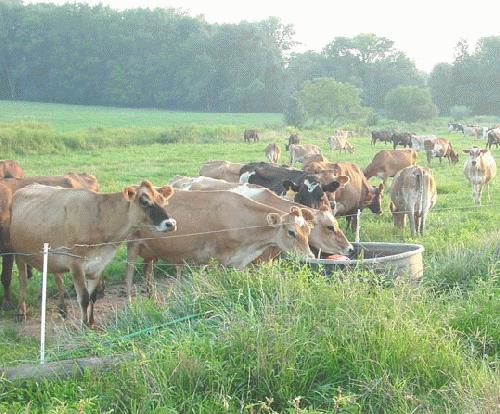 Put out to Pasture | Archives | bayjournal.com