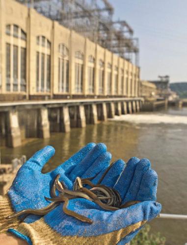 Introduction project's goal is to restore eels to river upstream of ...