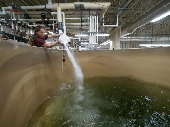 Oyster Hatchery at the University of Maryland Horn Point Lab ...