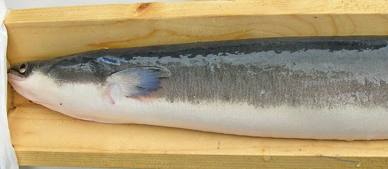 Getting a handle on slippery eel’s population can help Bay’s | Bay ...