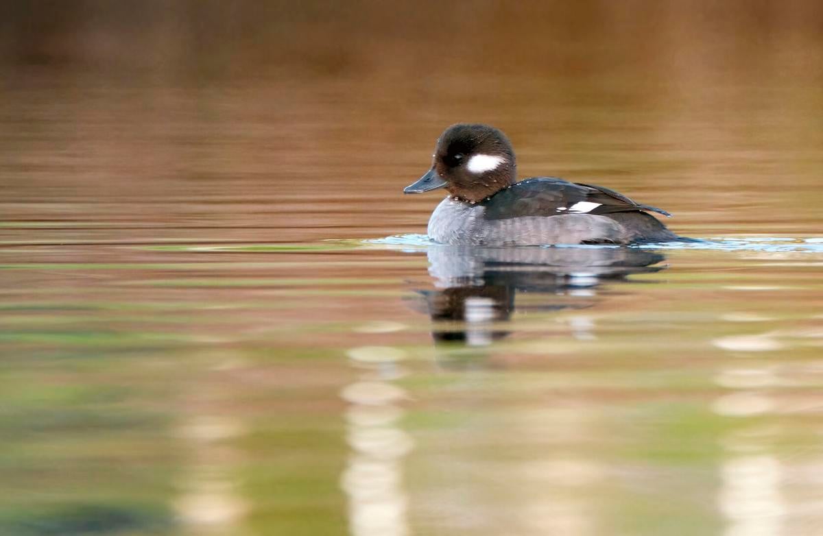 bufflehead duck