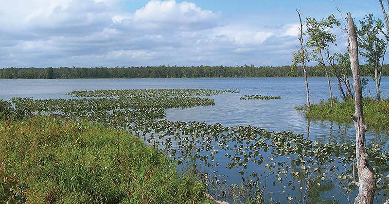 Cumberland Marsh beckons birds and birders alike | Travel | bayjournal.com