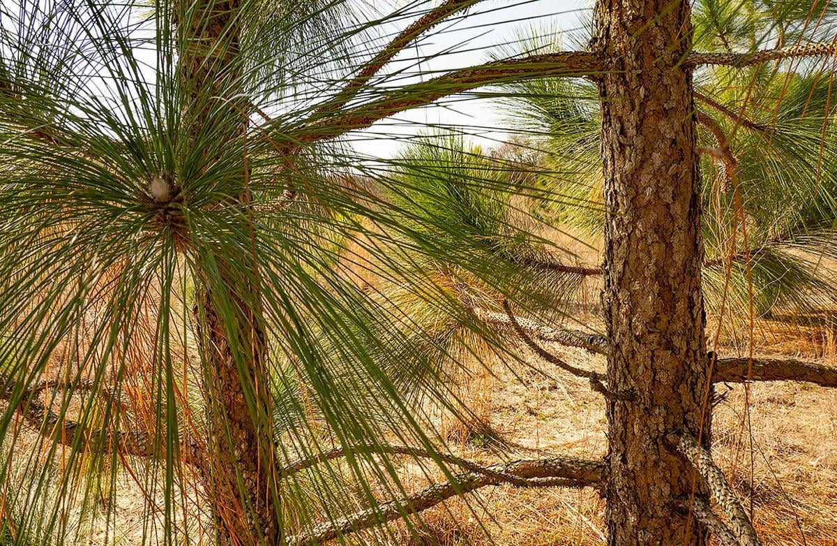 longleaf pine bush