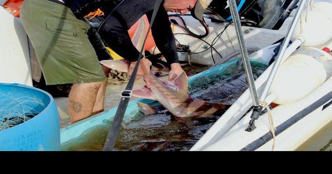 Dr. Matt Balazik named James River Hero | Blogs | bayjournal.com