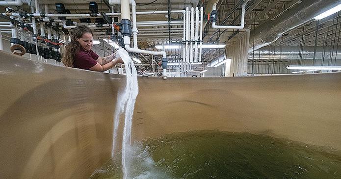 Oyster hatcheries struggling as lower Bay salinity hampers production ...