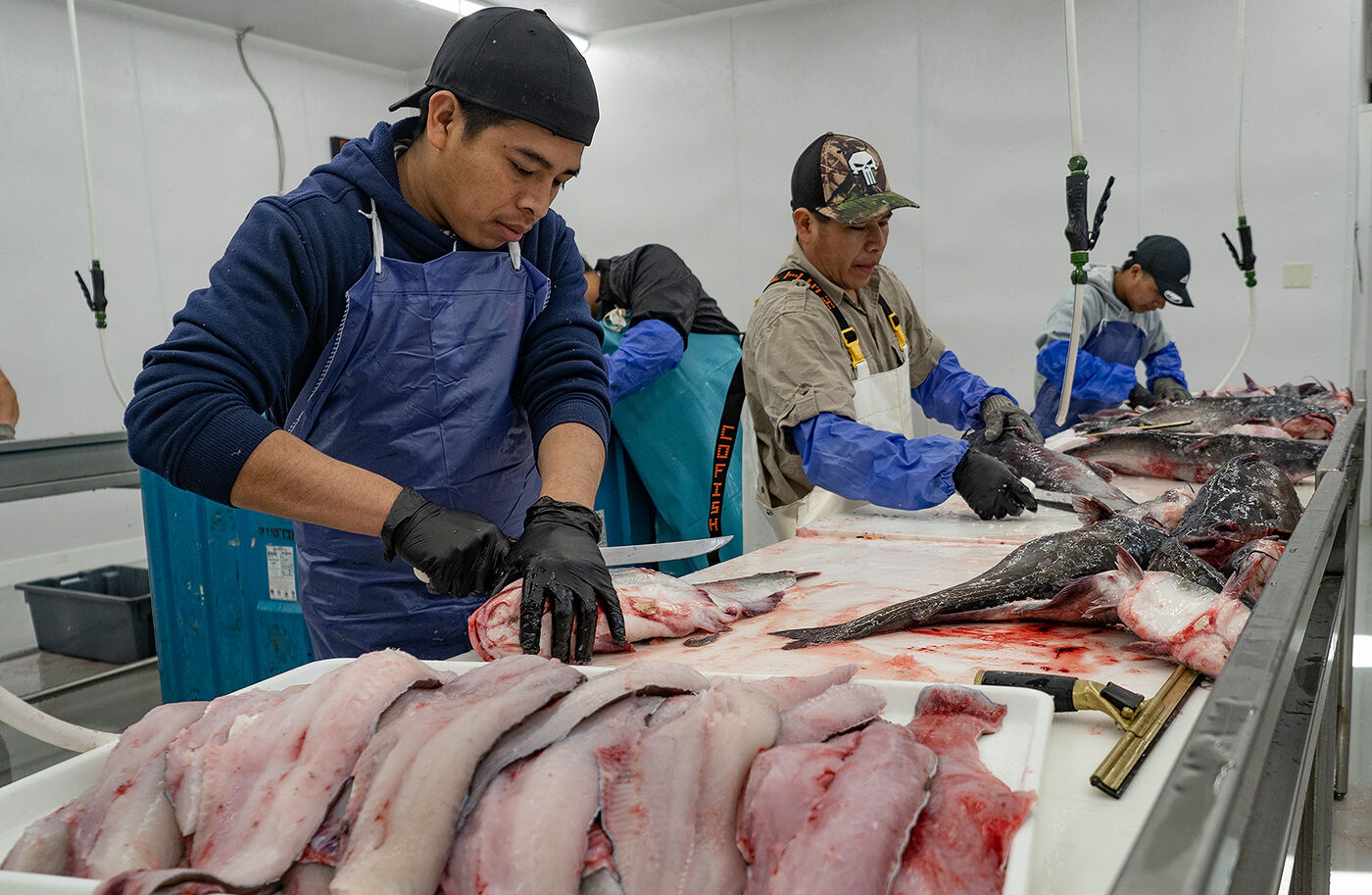 Virginia awards second blue catfish processing grant | Fisheries | bayjournal.com