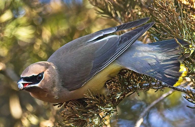 Beyond bird feeders, think native plants and their insects | On the ...