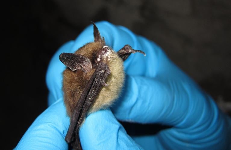 Northern long-eared bats declared endangered amid sharp decline from ...