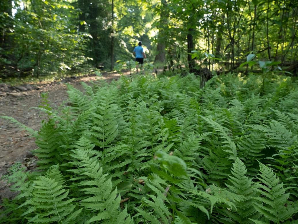 Elk Neck State Park a peak Chesapeake experience | Travel | bayjournal.com