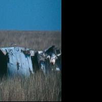 Bloodsworth Island’s flora, fauna too often caught in the crossfire ...